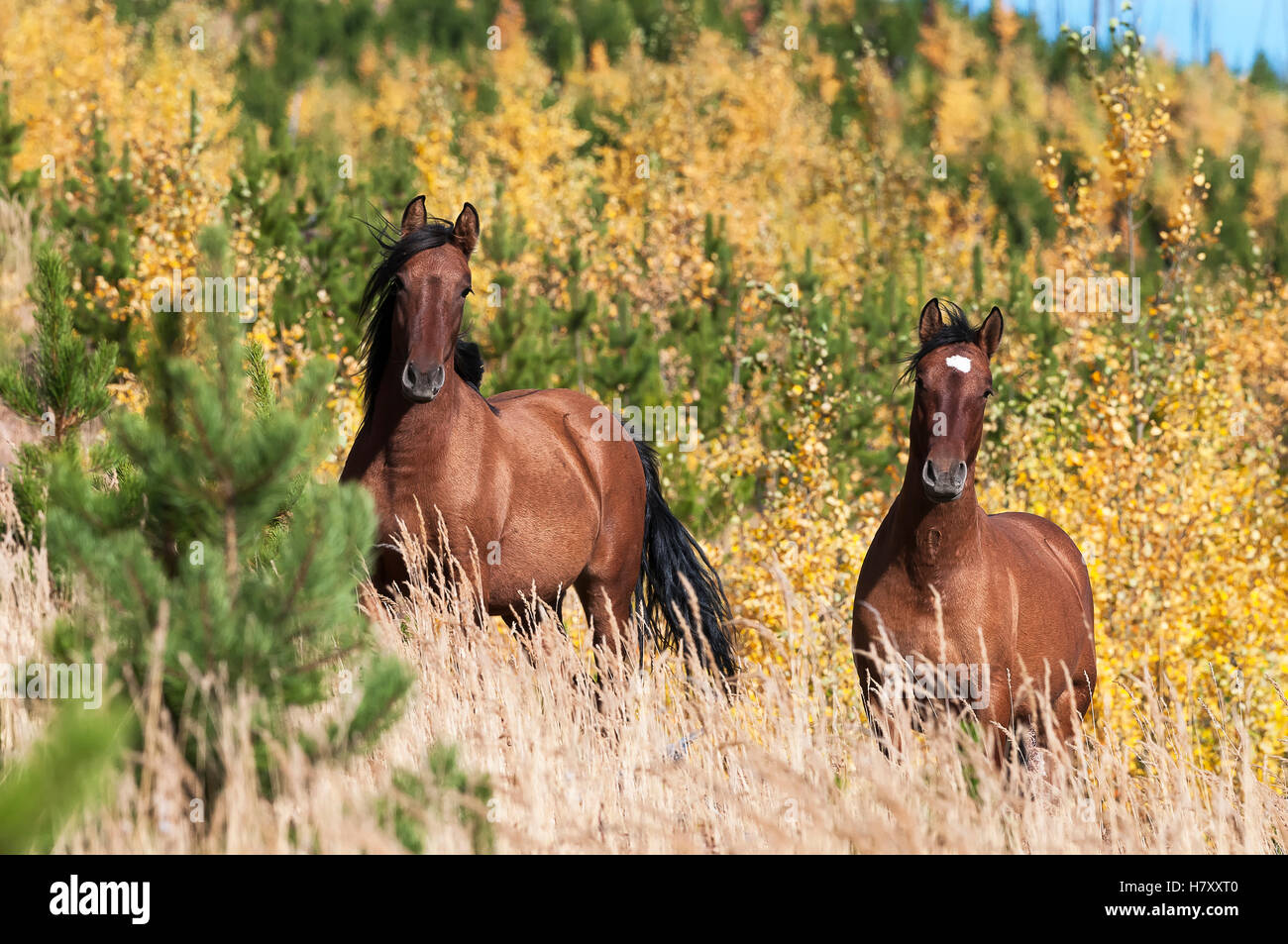 Alberta wild horses hi-res stock photography and images - Alamy