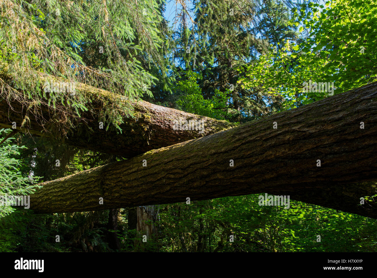 The trail passes beneath fallen logs in the Hoh Rain Forest; Forks ...