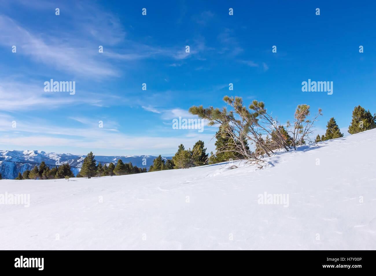 Softwoods pine trees on a mountainside in the snow in the light of the ...