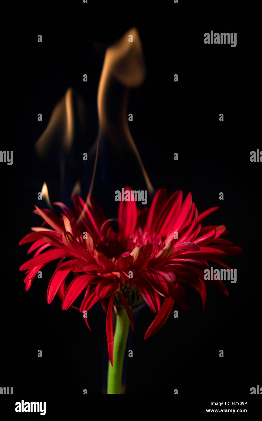 red gerbera flower on fire with flames on black background Stock Photo ...