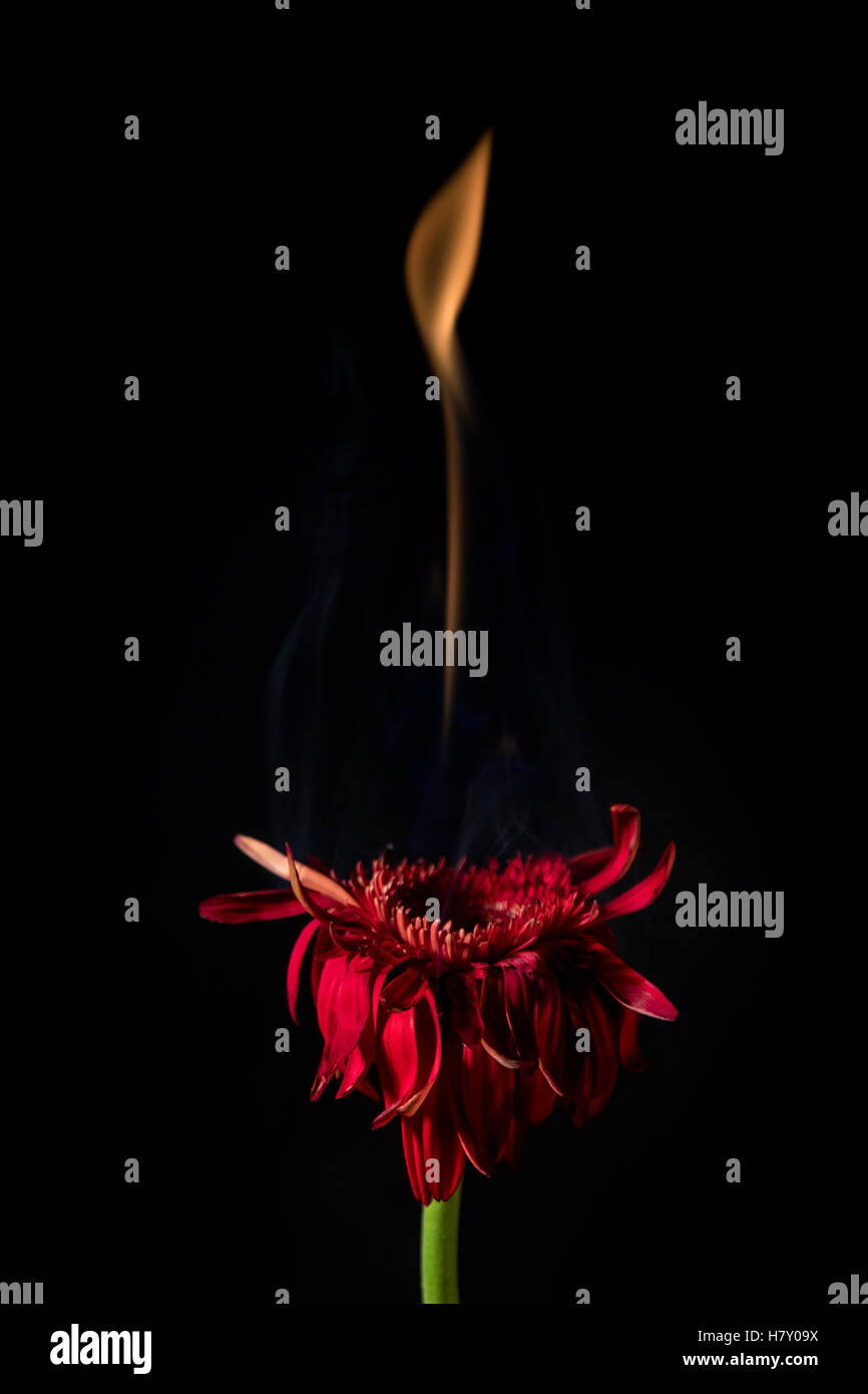 red gerbera flower on fire with flames on black background Stock Photo ...
