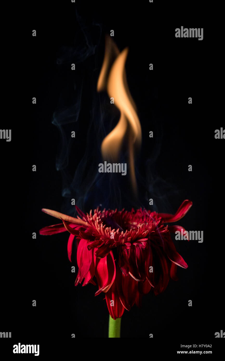 red gerbera flower on fire with flames on black background Stock Photo ...