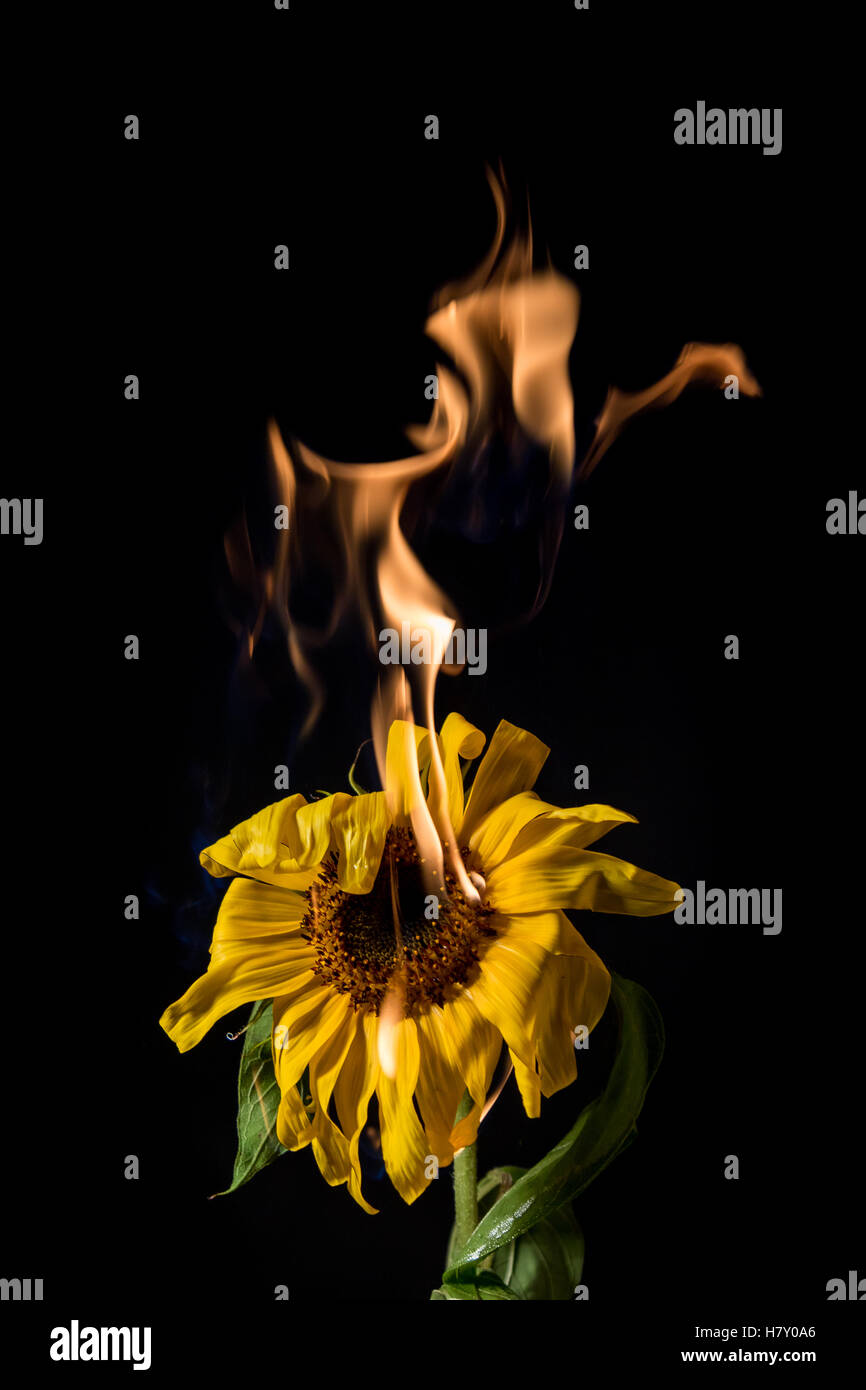 yellow sunflower on fire with flames on black background Stock Photo ...