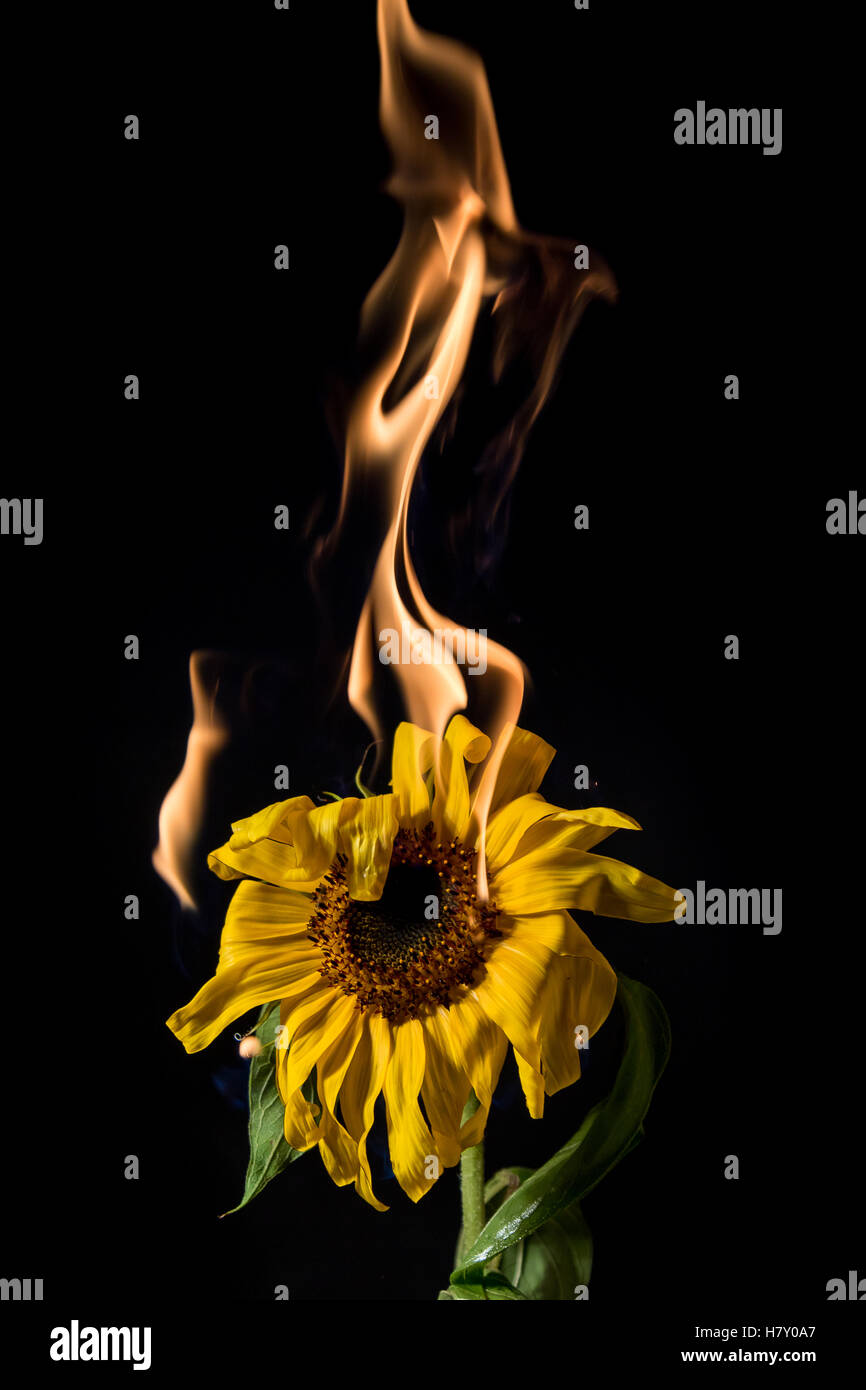 yellow sunflower on fire with flames on black background Stock Photo ...