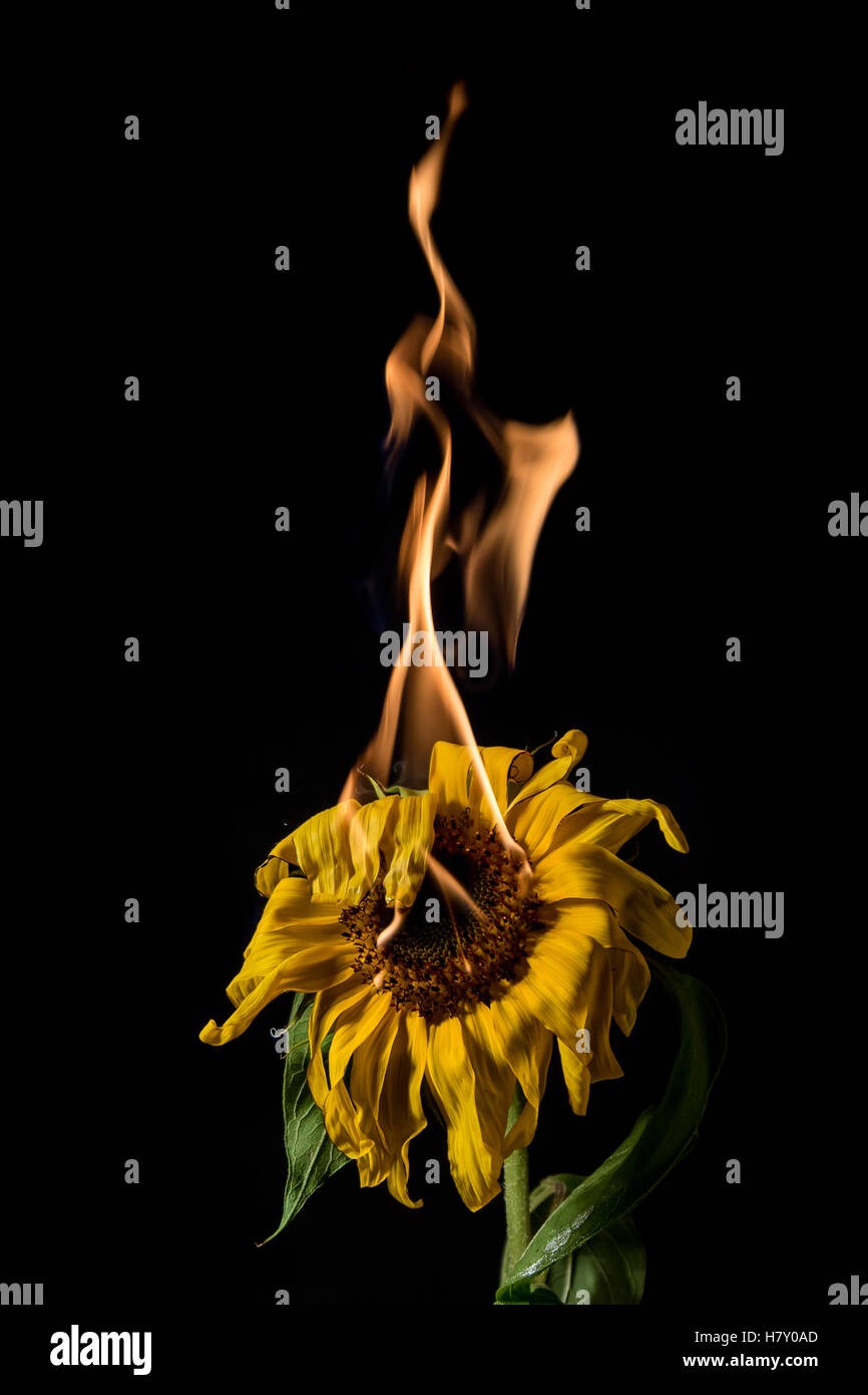 yellow sunflower on fire with flames on black background Stock Photo ...