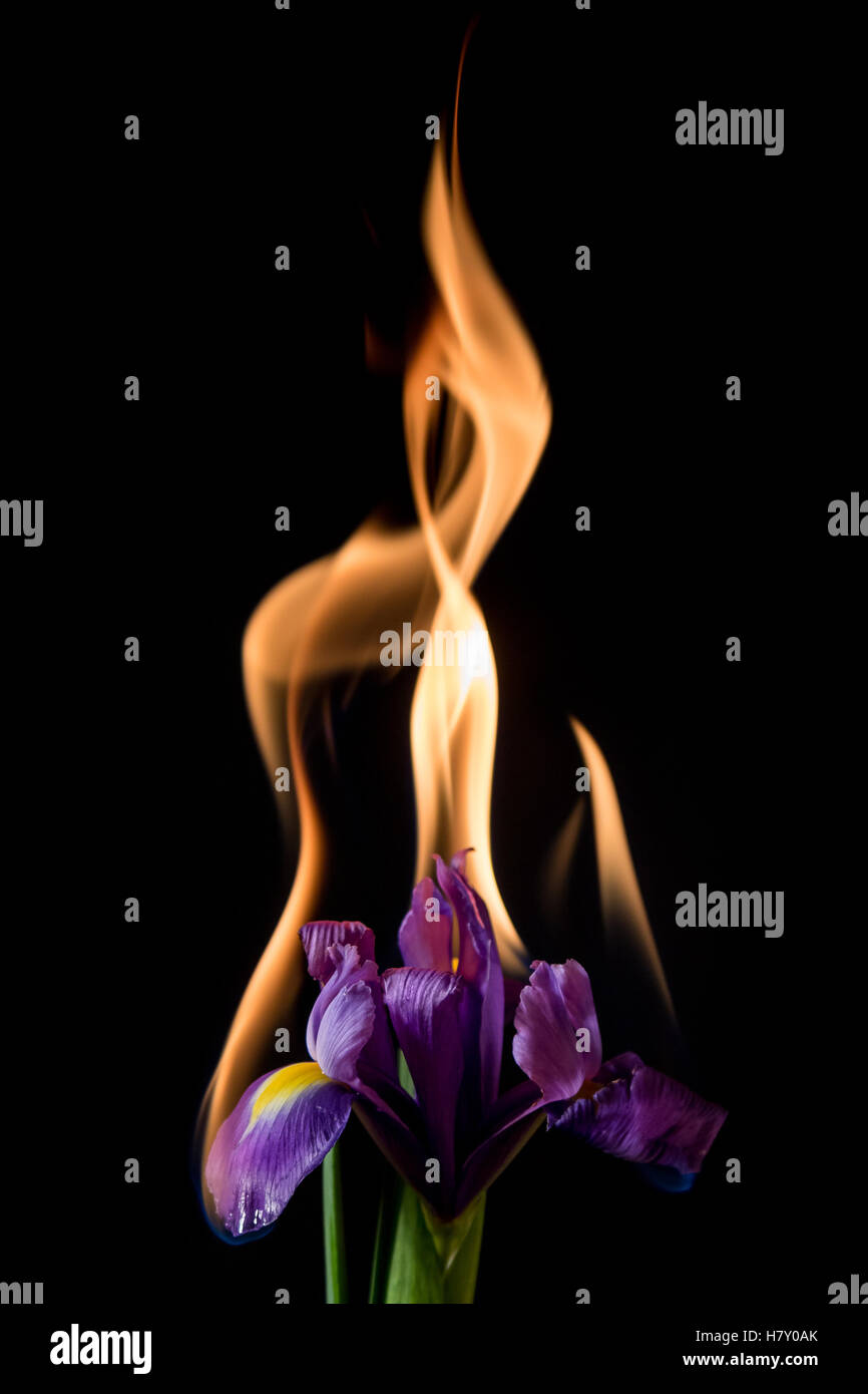 iris flower on fire with flames on black background Stock Photo - Alamy