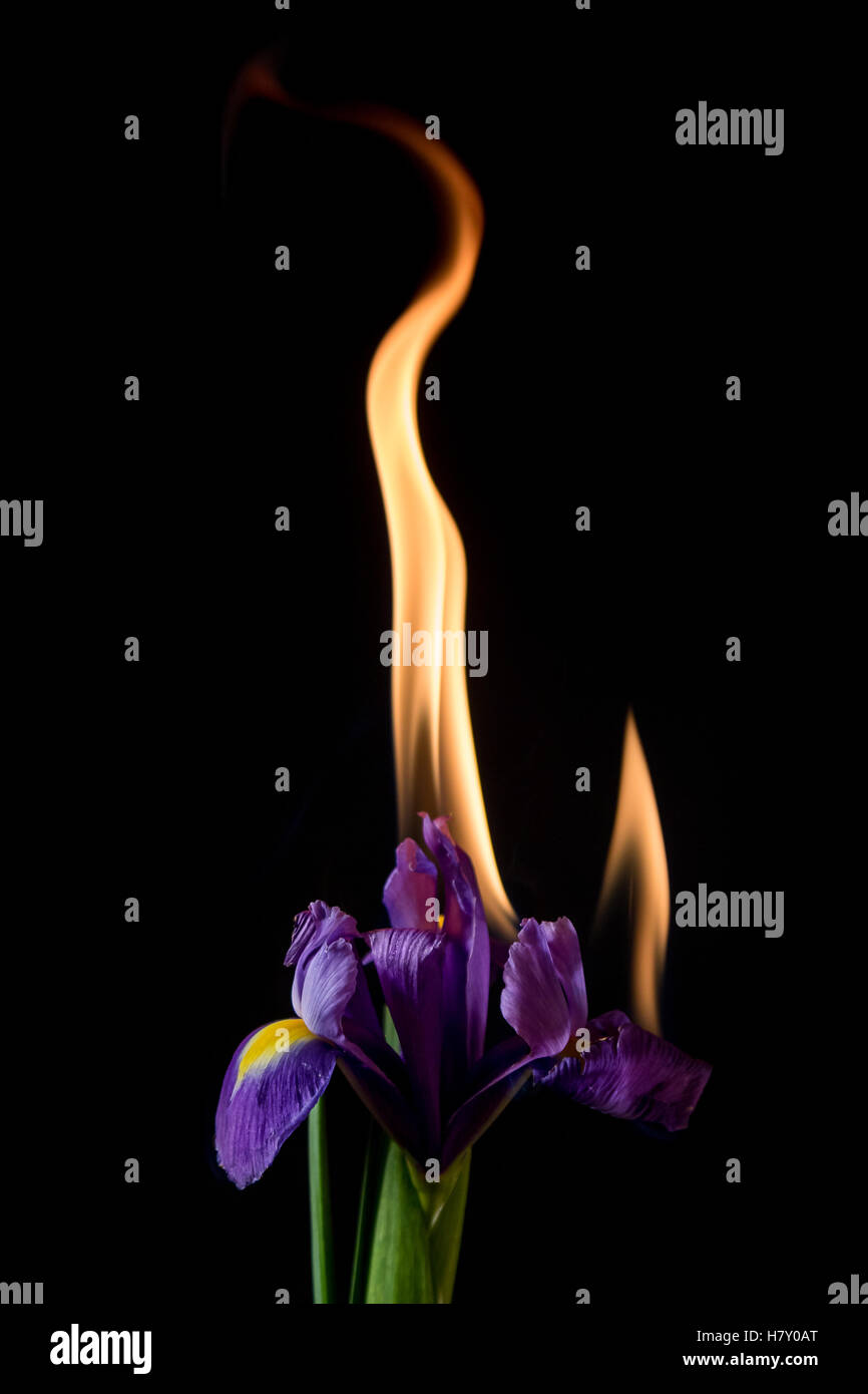 Iris burn hi-res stock photography and images - Alamy