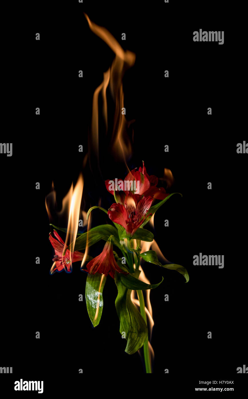 alstroemeria flower on fire with flames on black background Stock Photo ...