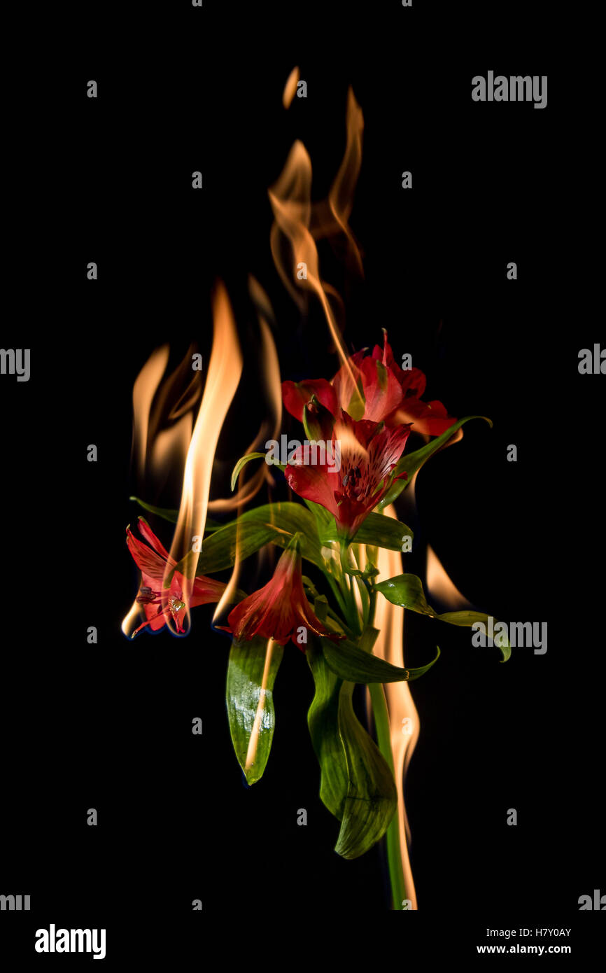 alstroemeria flower on fire with flames on black background Stock Photo ...