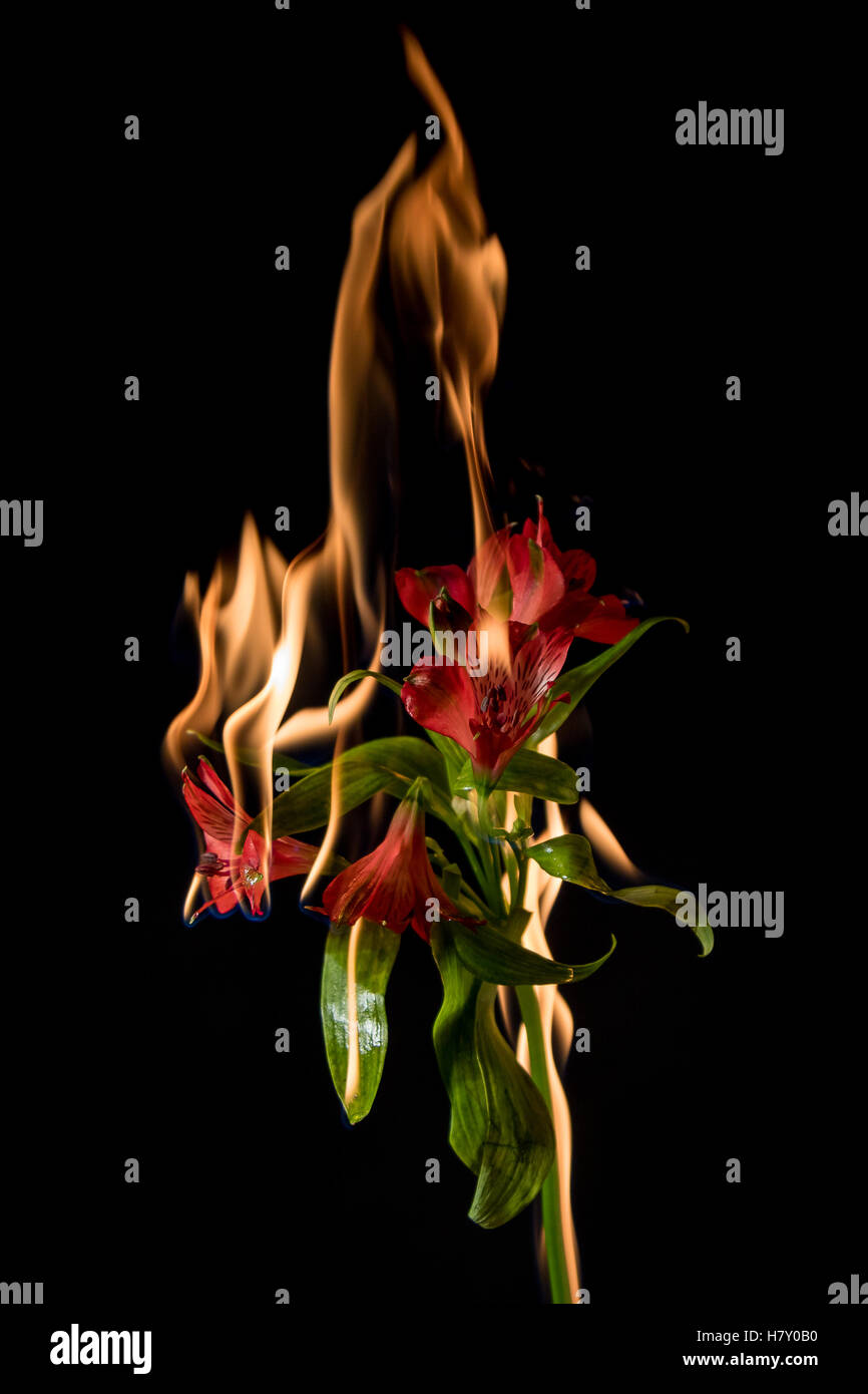 alstroemeria flower on fire with flames on black background Stock Photo ...