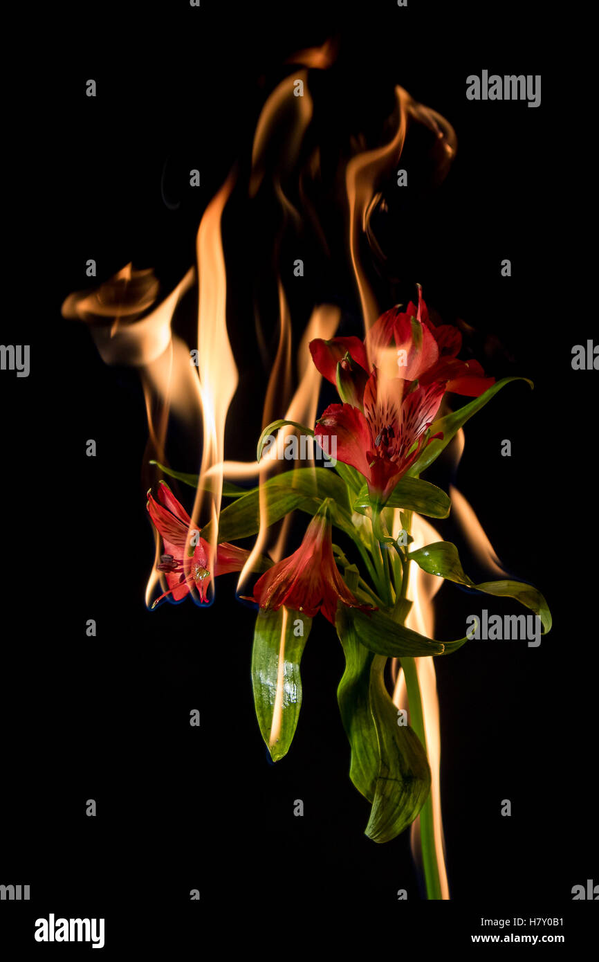alstroemeria flower on fire with flames on black background Stock Photo ...