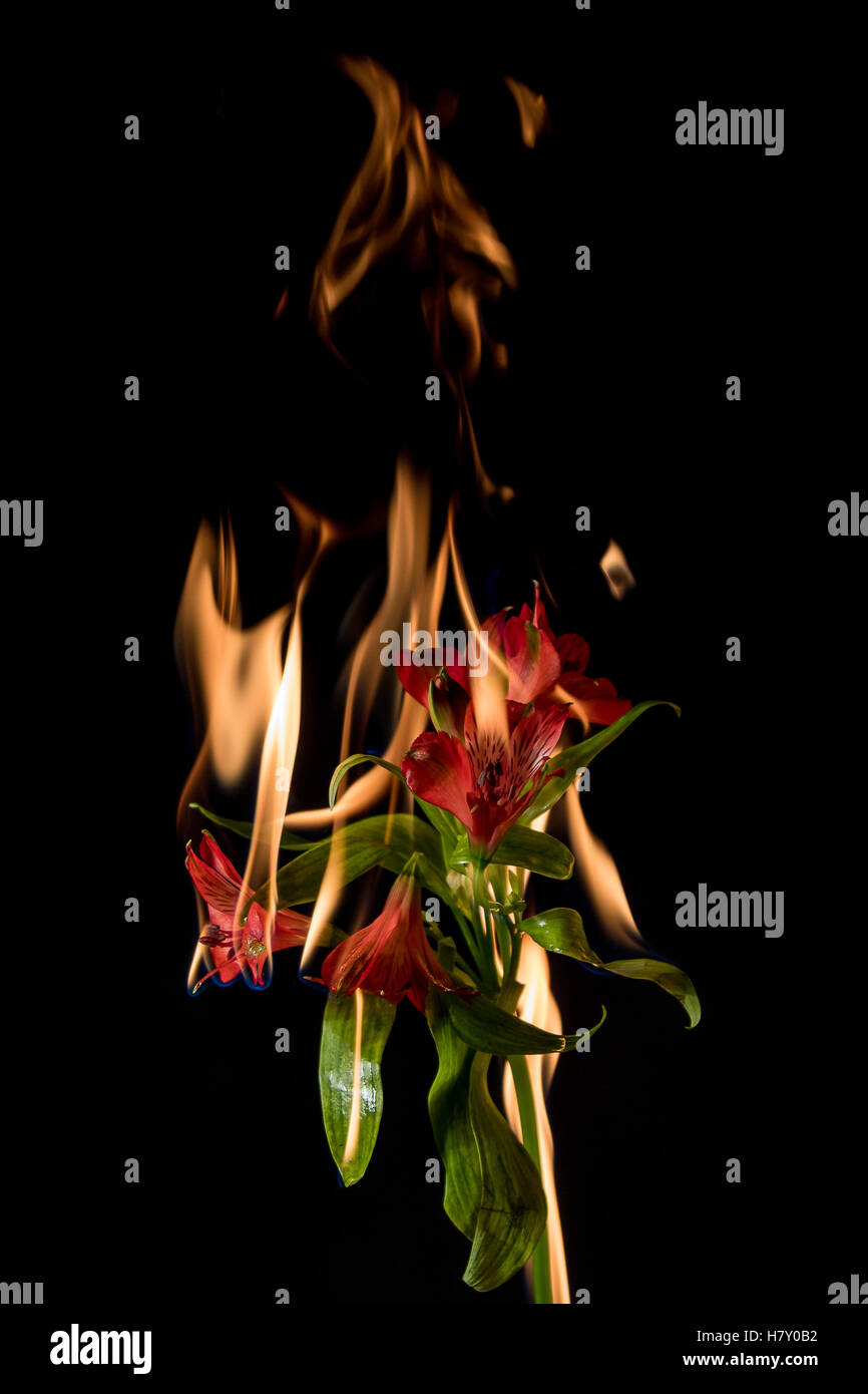 alstroemeria flower on fire with flames on black background Stock Photo ...