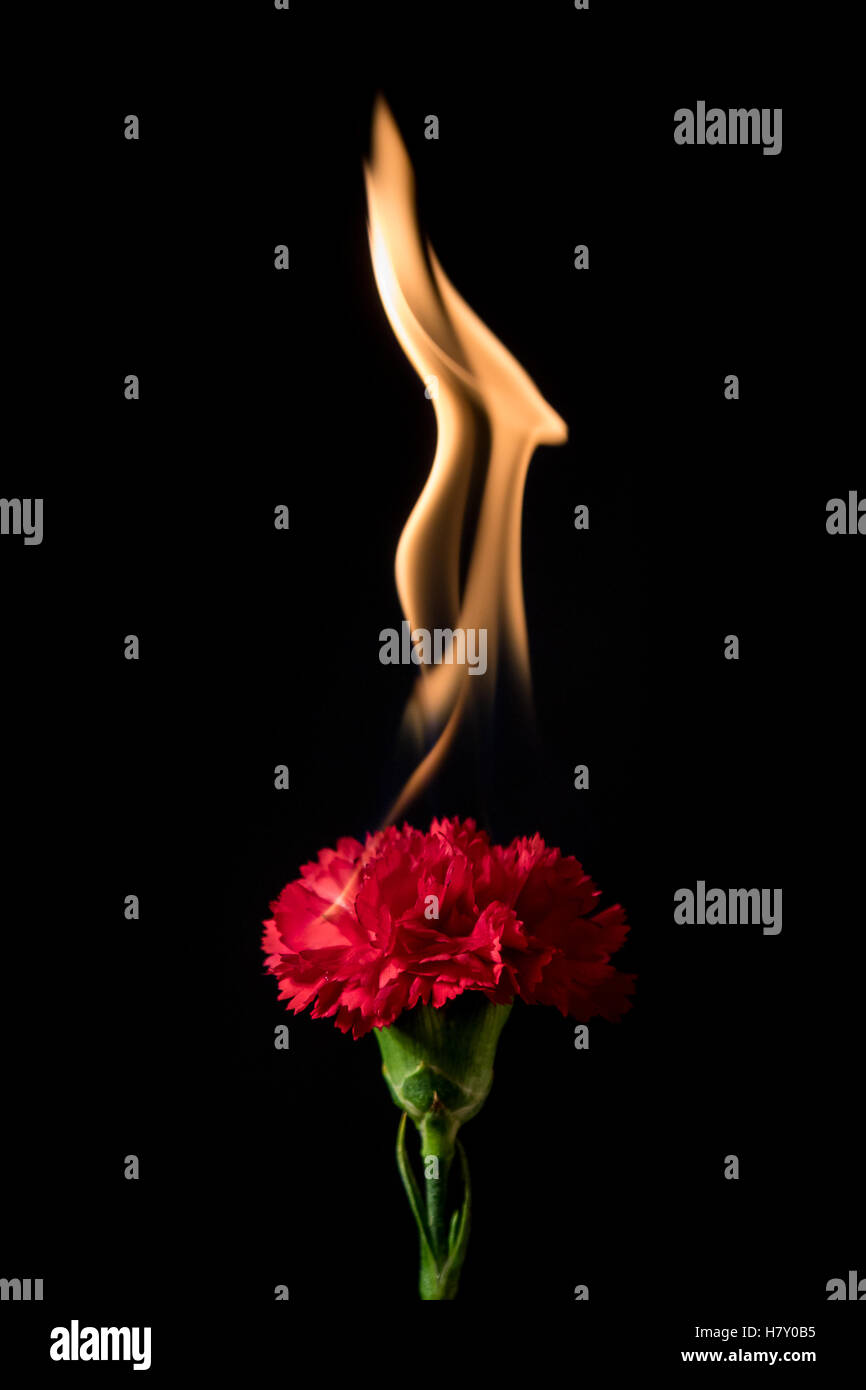 Carnation flower on fire with flames on black background Stock Photo ...