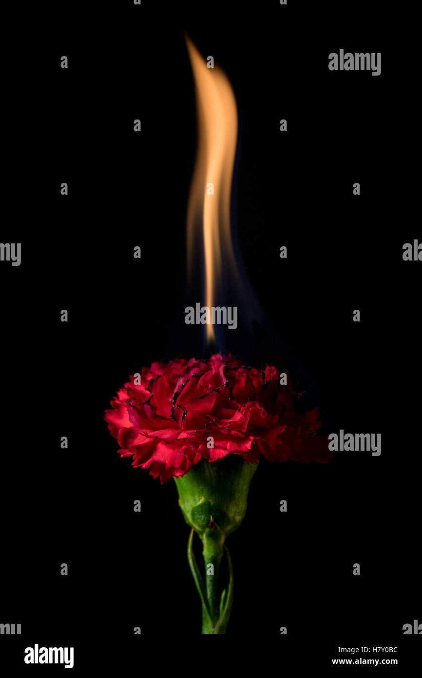 Carnation flower on fire with flames on black background Stock Photo ...