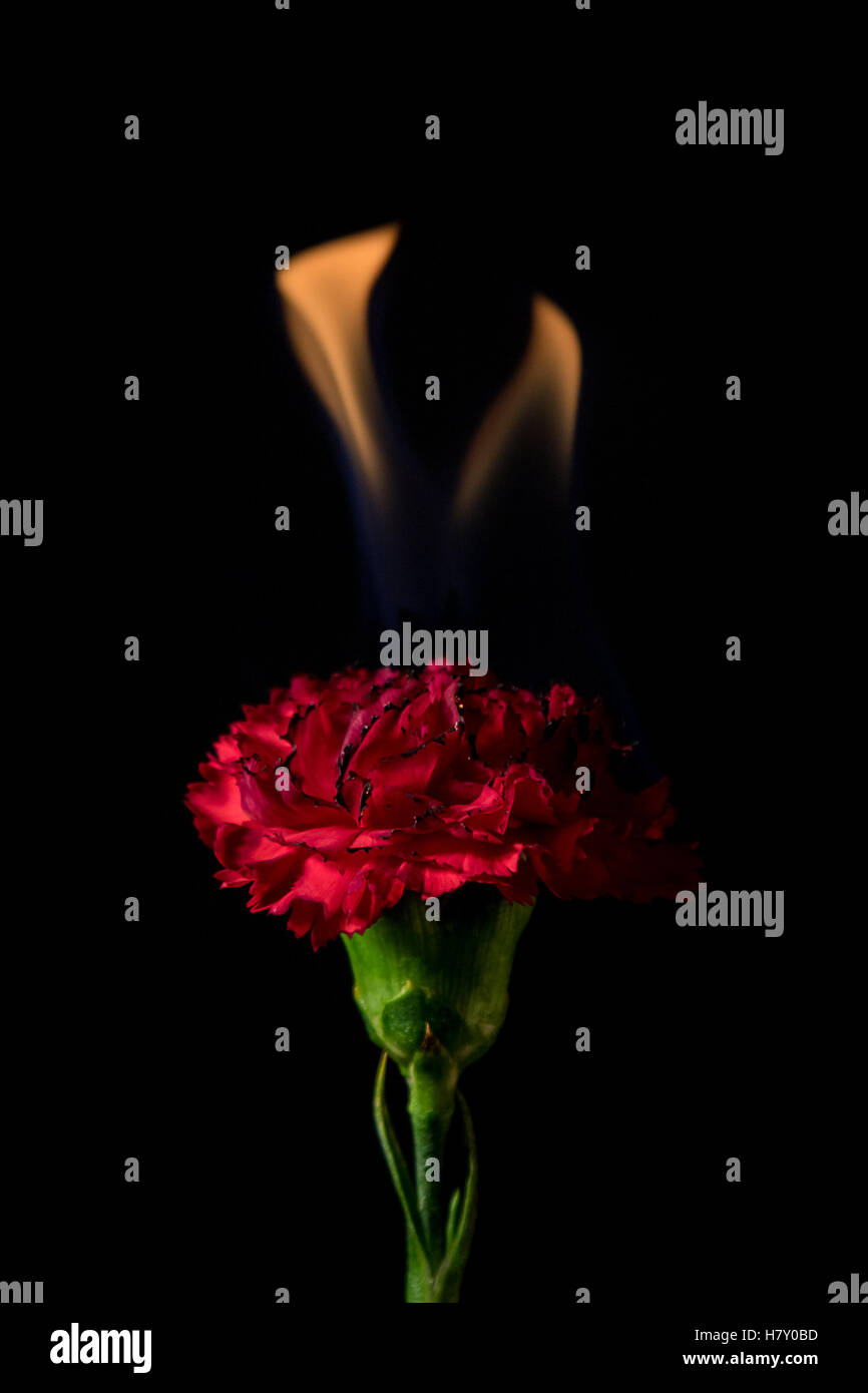 Carnation flower on fire with flames on black background Stock Photo ...