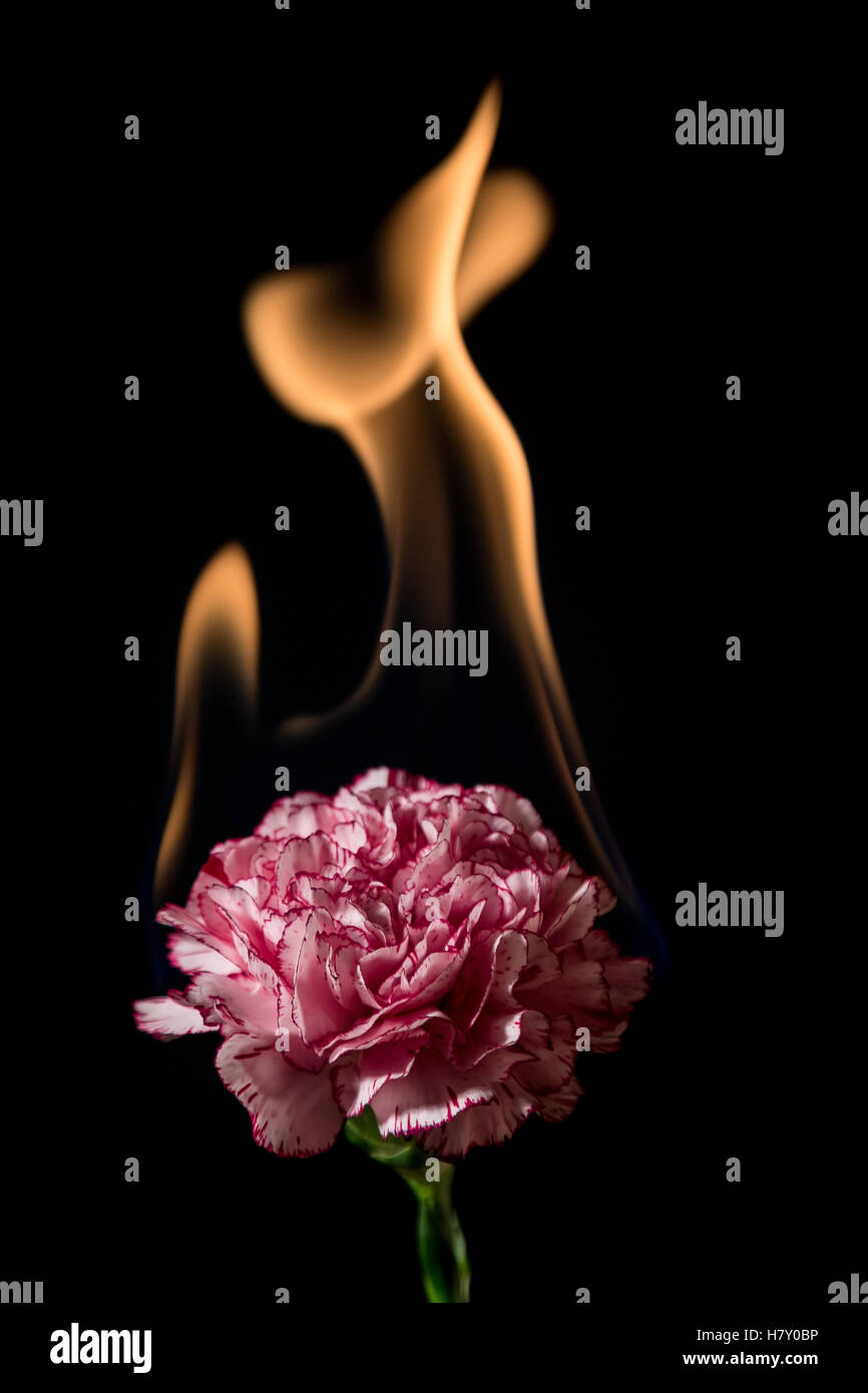 Carnation flower on fire with flames on black background Stock Photo ...