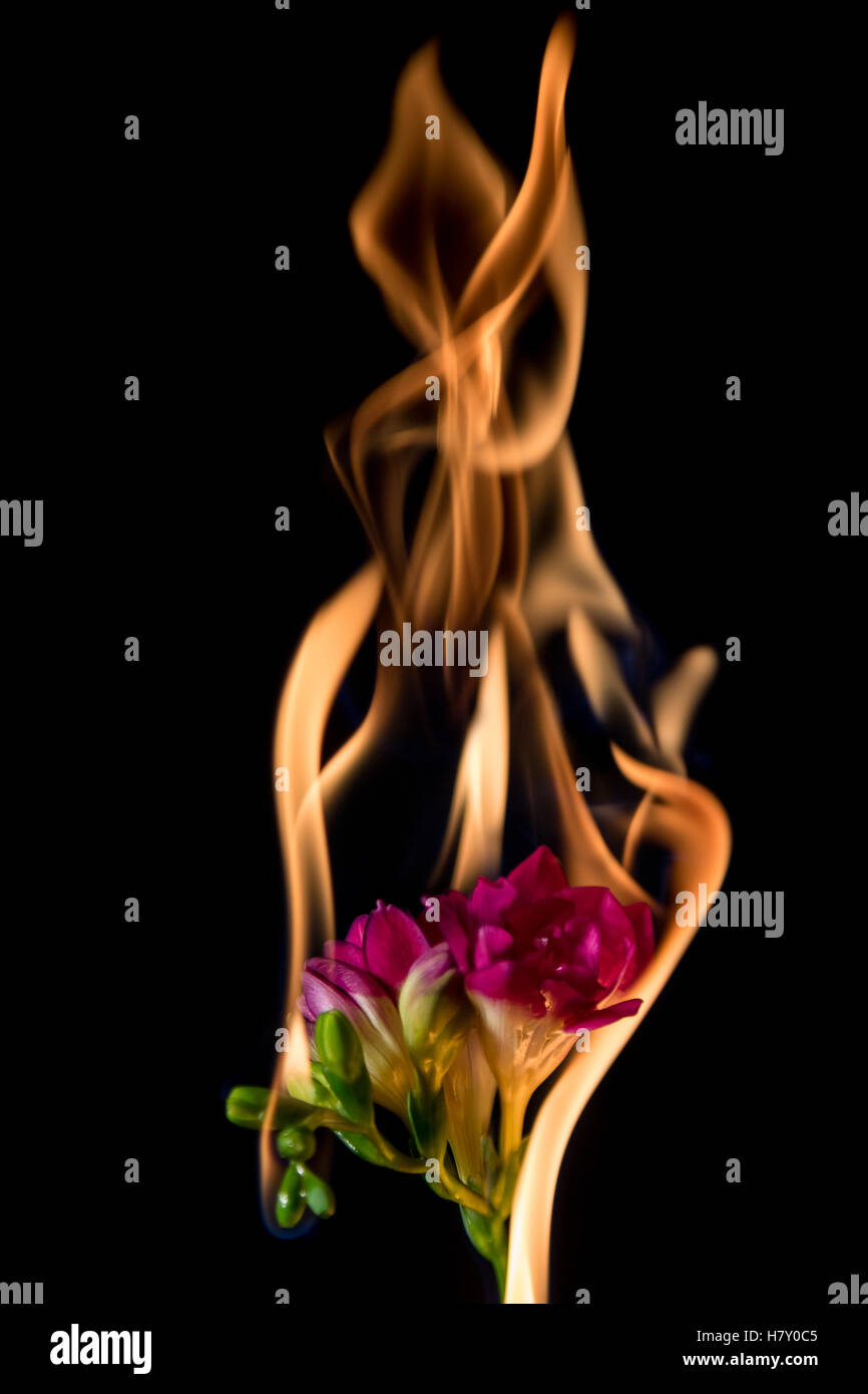 freesia flower on fire with flames on black background Stock Photo - Alamy