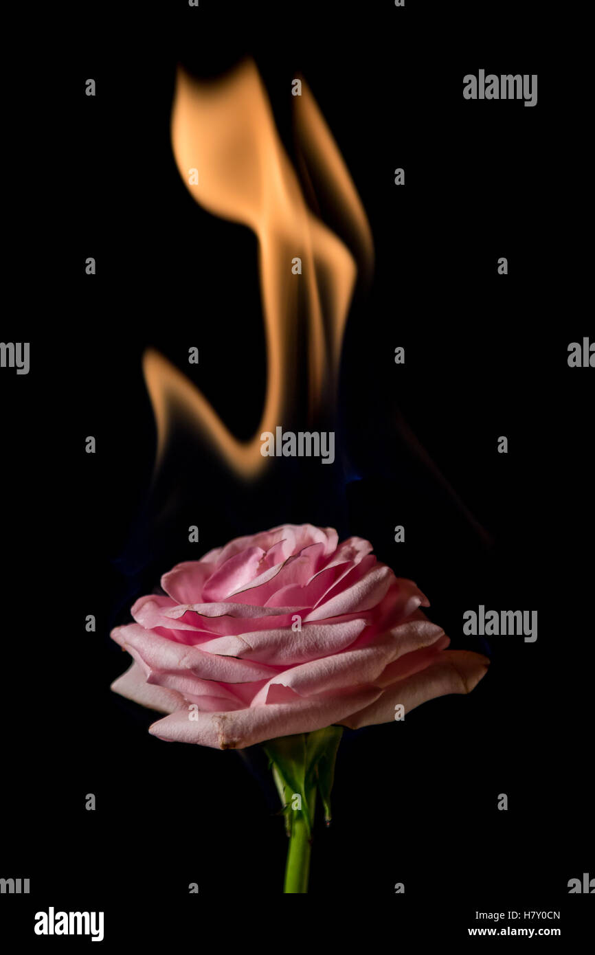 rose on fire with flames on black background Stock Photo - Alamy