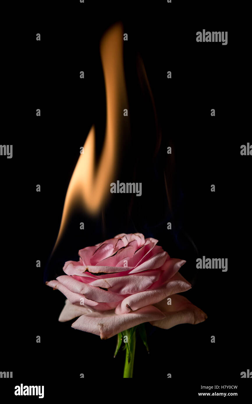 rose on fire with flames on black background Stock Photo - Alamy