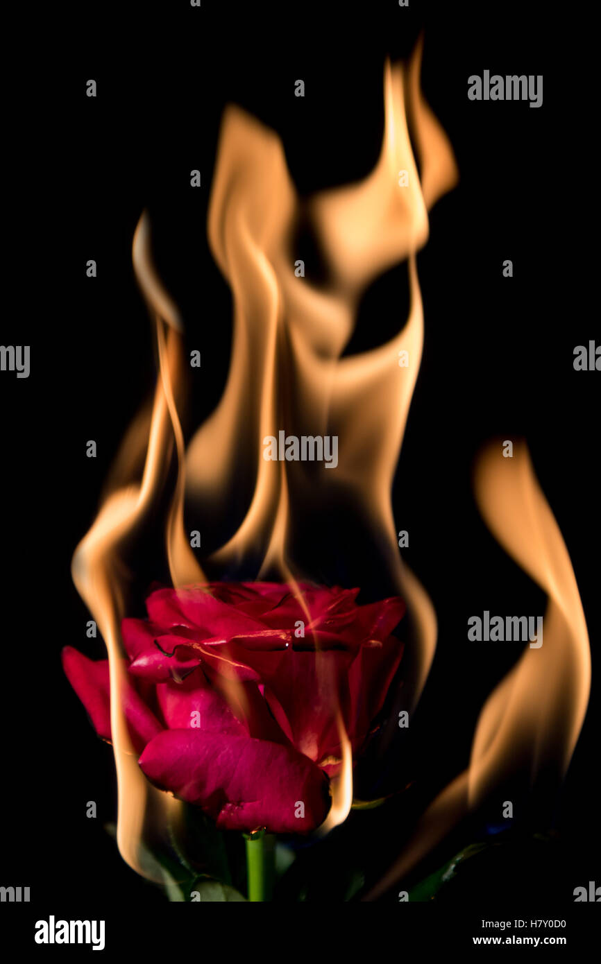 rose on fire with flames on black background Stock Photo - Alamy