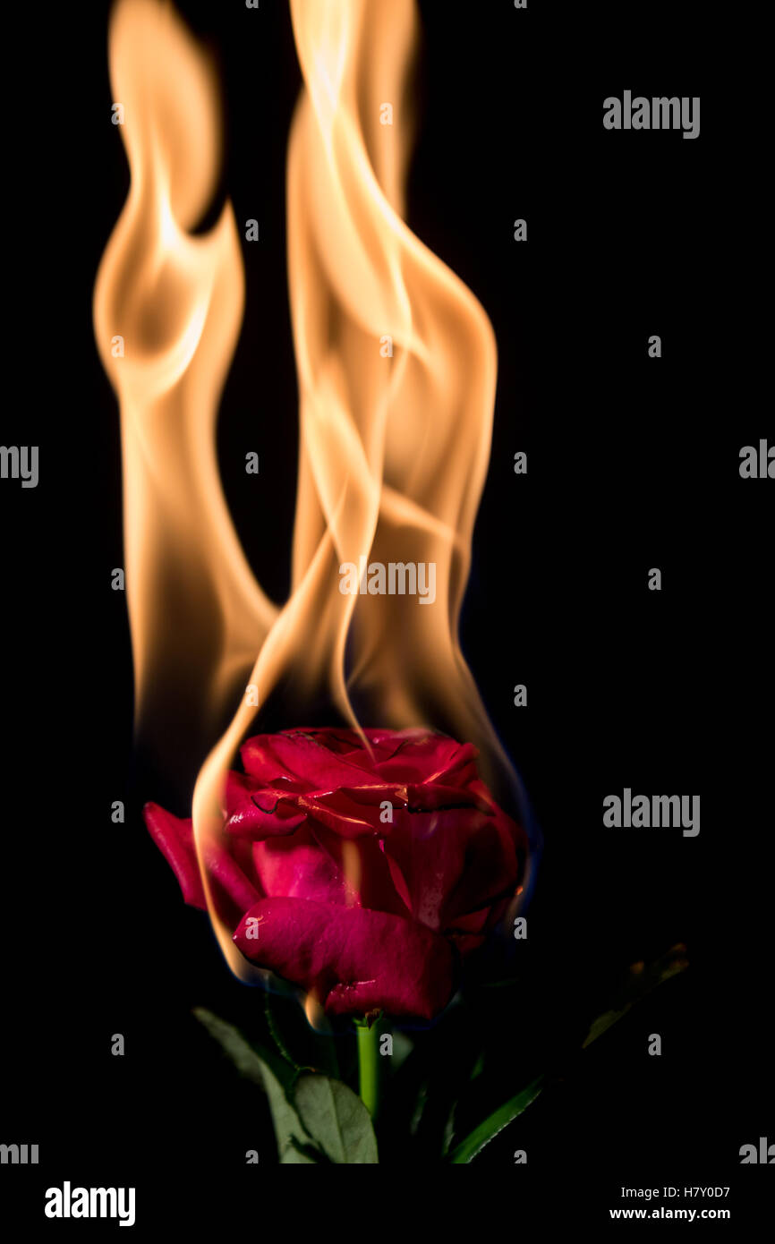 rose on fire with flames on black background Stock Photo - Alamy