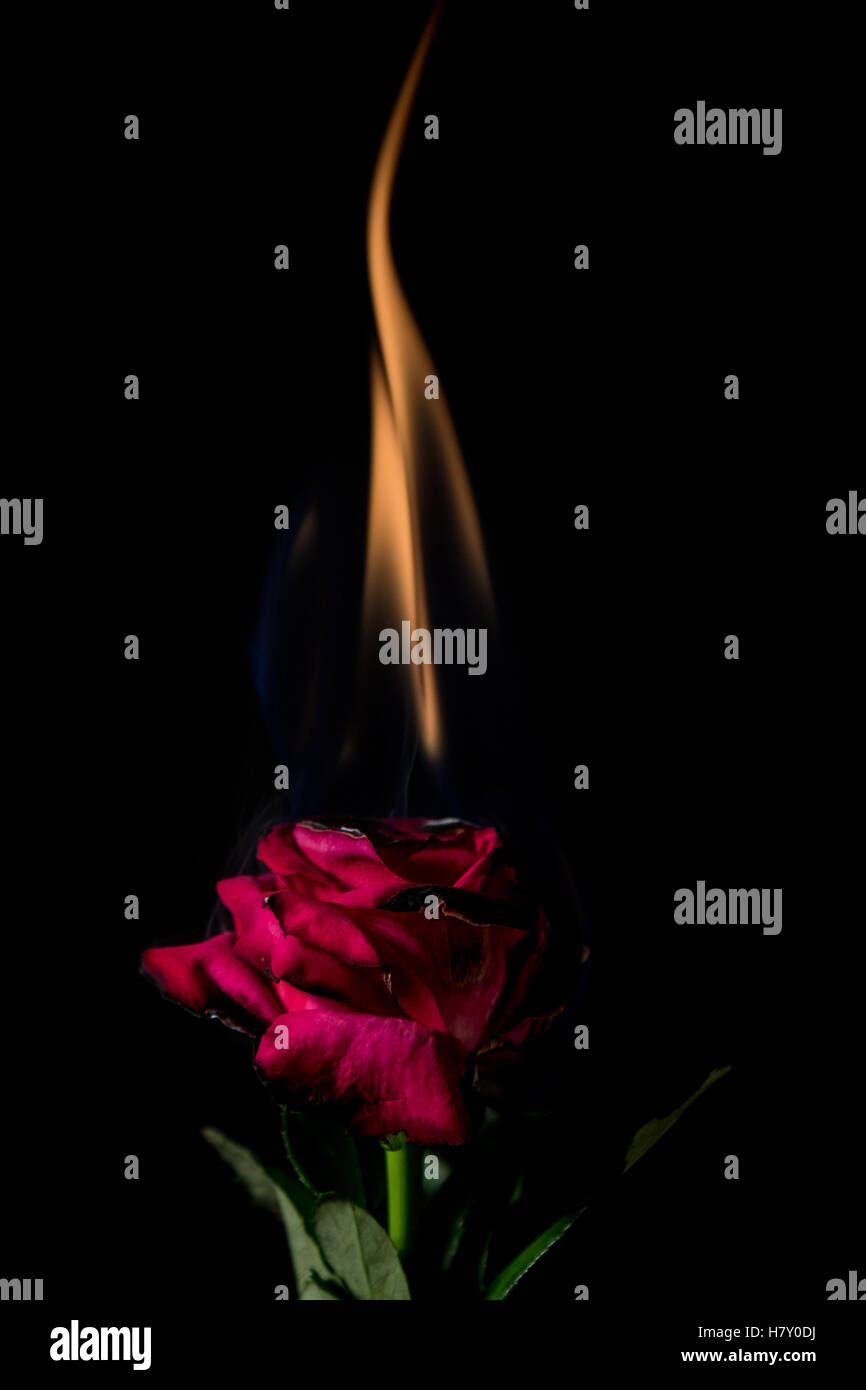 rose on fire with flames on black background Stock Photo - Alamy