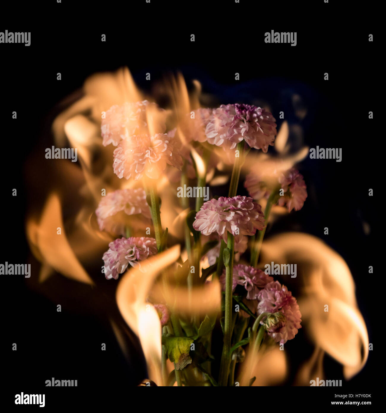 chrysanthemum flower on fire with flames on black background Stock ...