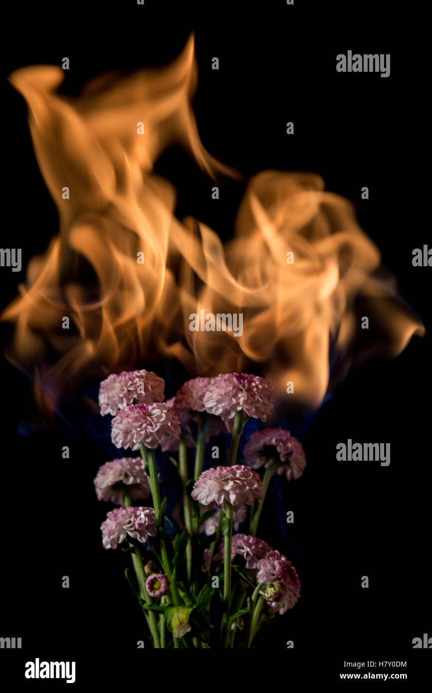 chrysanthemum flower on fire with flames on black background Stock ...