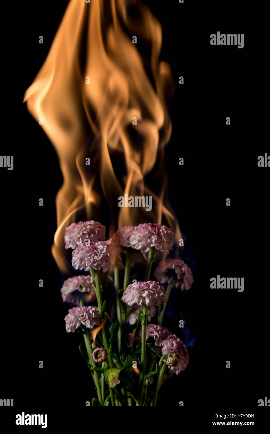 chrysanthemum flower on fire with flames on black background Stock ...