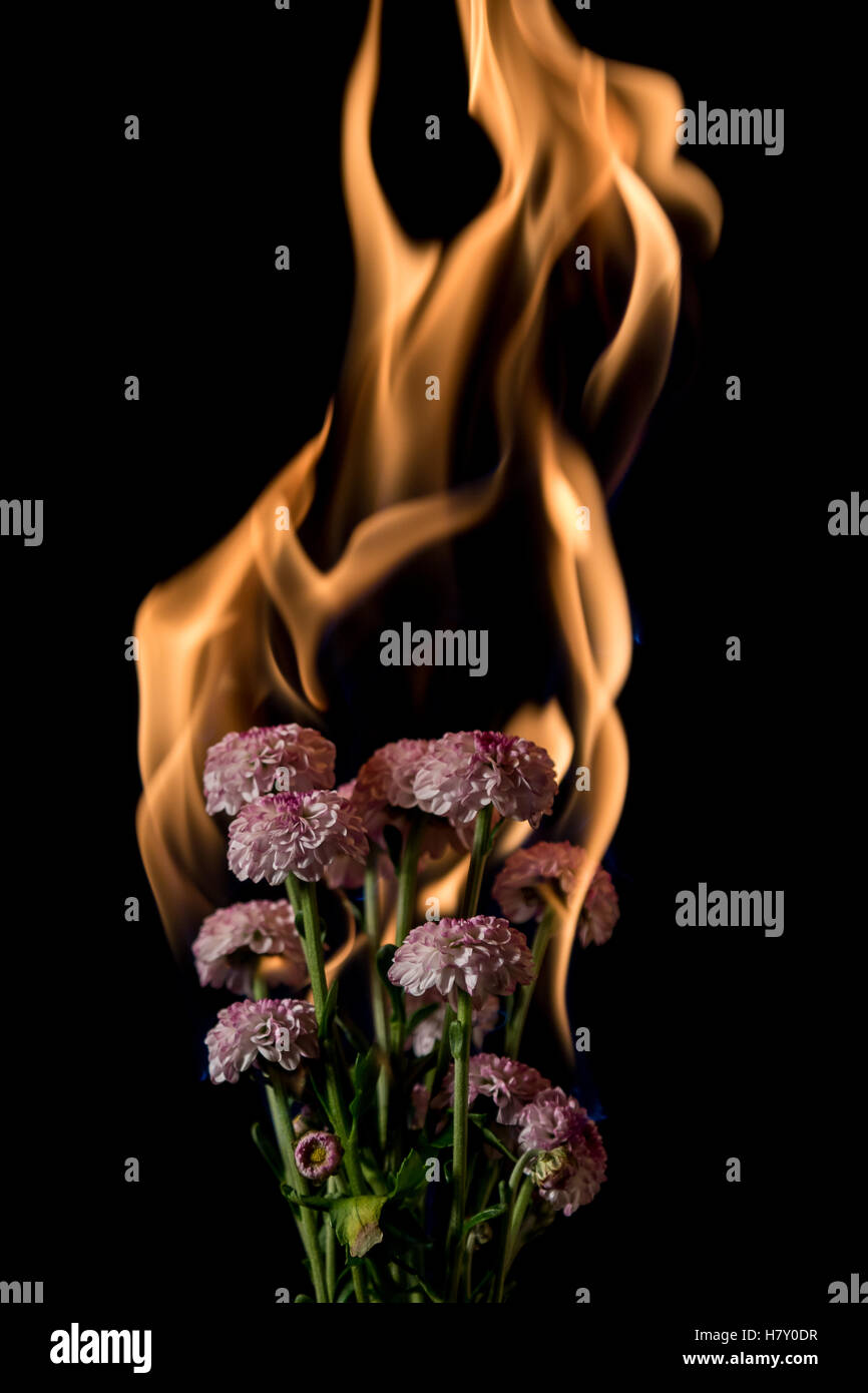 chrysanthemum flower on fire with flames on black background Stock ...