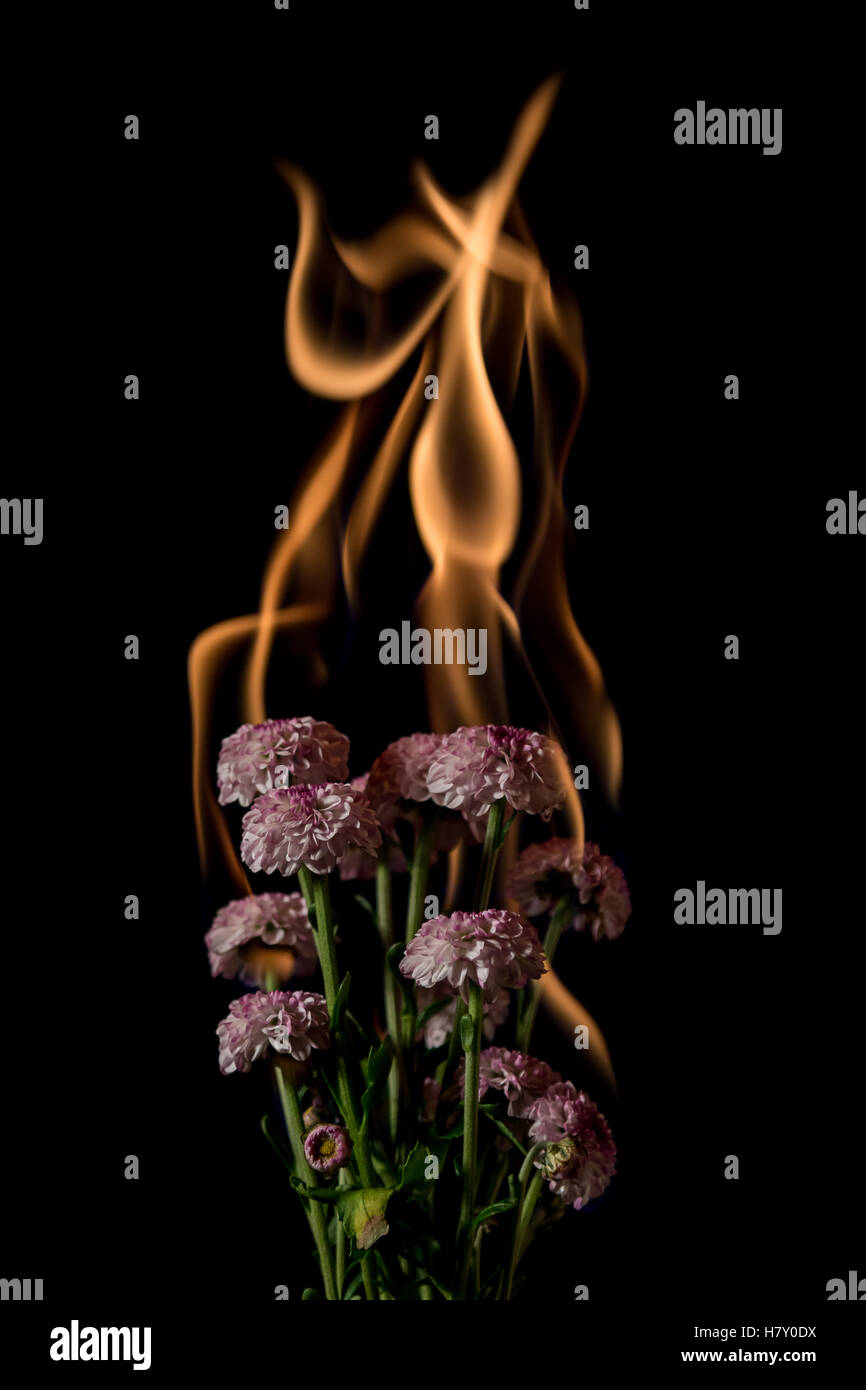 chrysanthemum flower on fire with flames on black background Stock ...