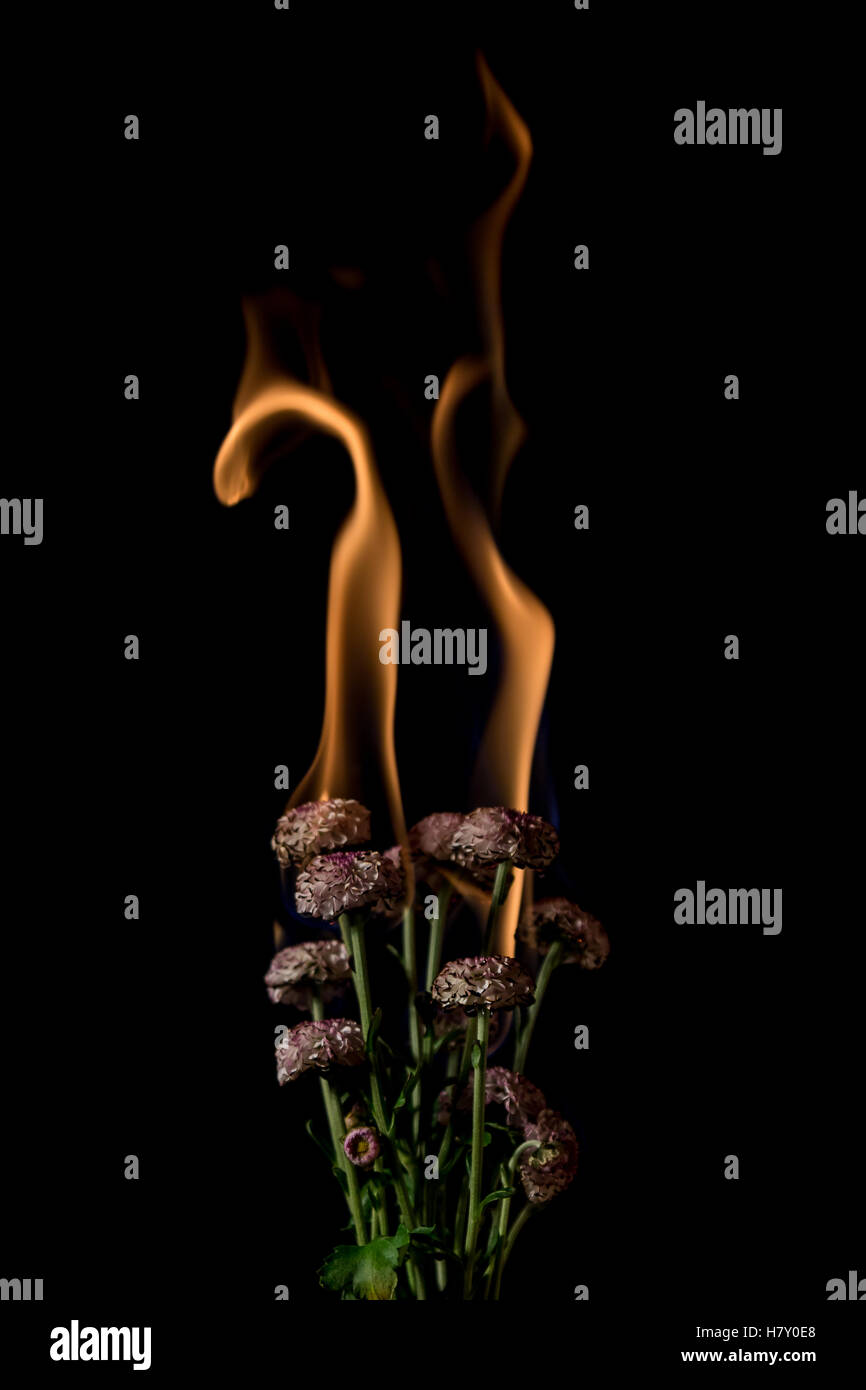 chrysanthemum flower on fire with flames on black background Stock ...