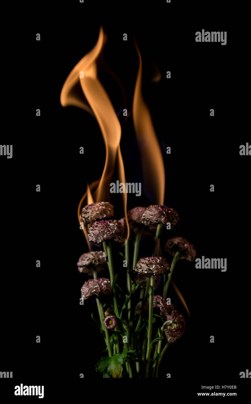 chrysanthemum flower on fire with flames on black background Stock ...