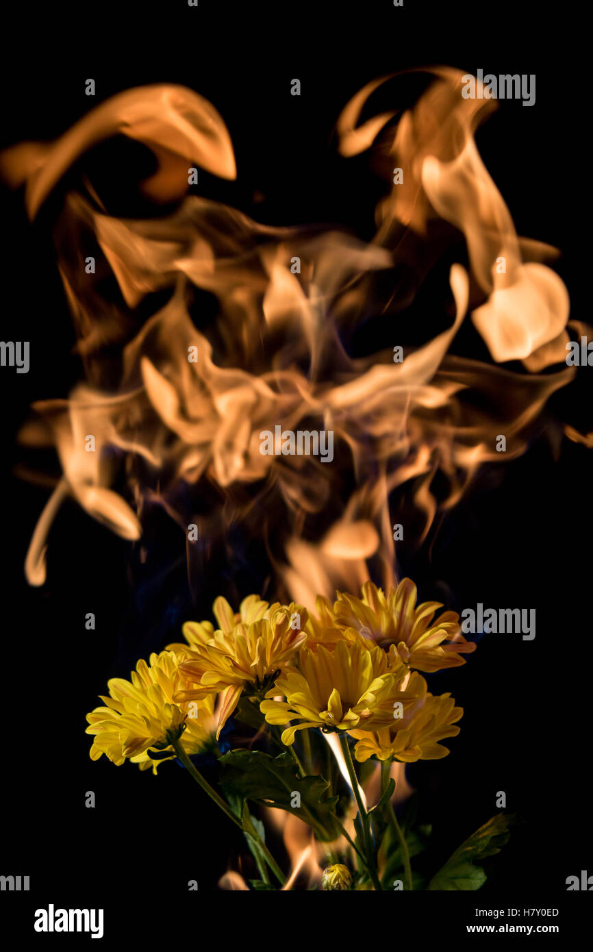 yellow flower on fire with flames on black background Stock Photo - Alamy
