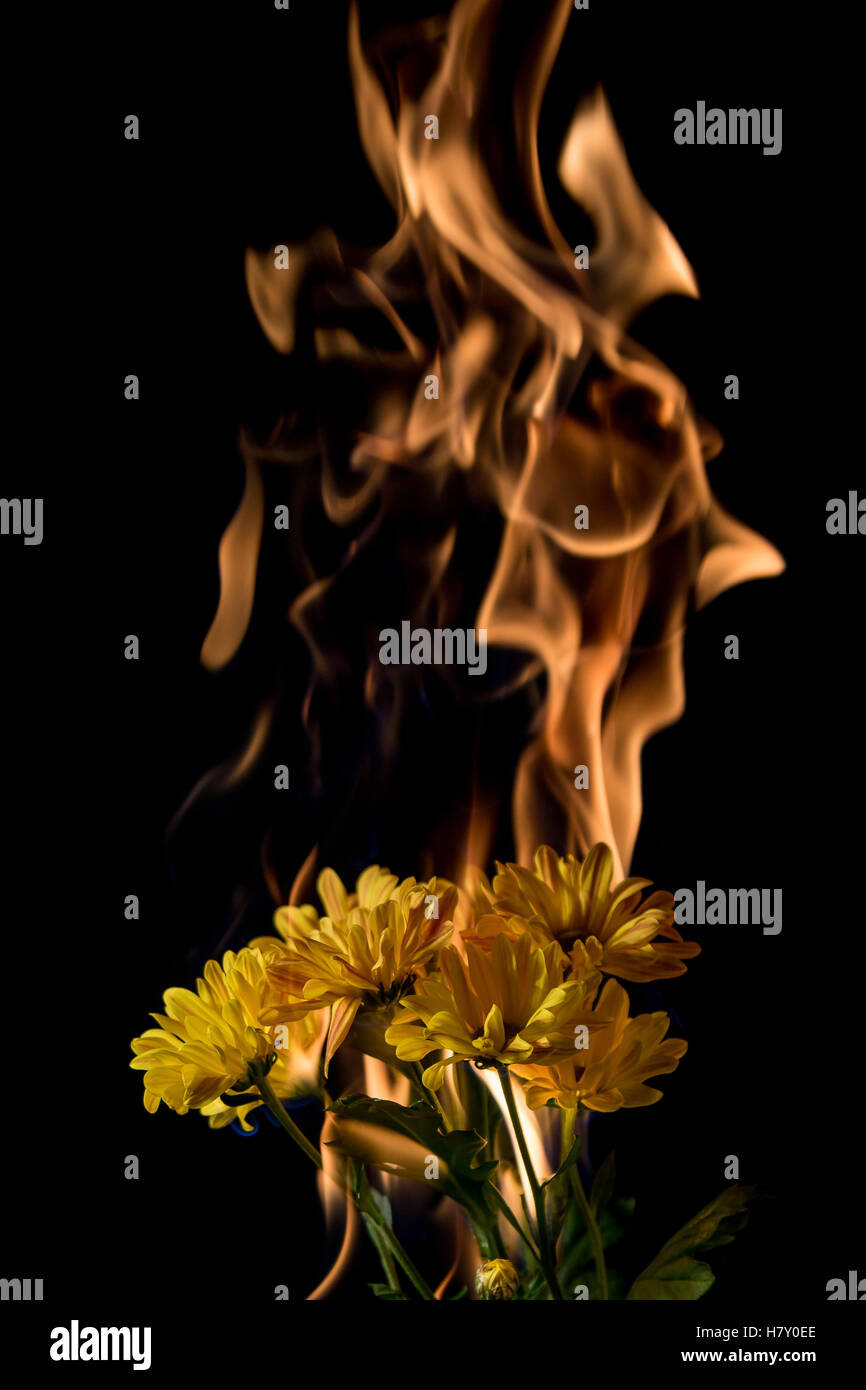 yellow flower on fire with flames on black background Stock Photo - Alamy