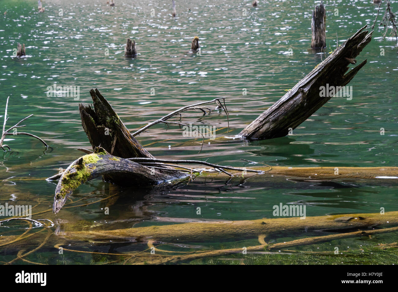 Sunken tree branch hi-res stock photography and images - Alamy