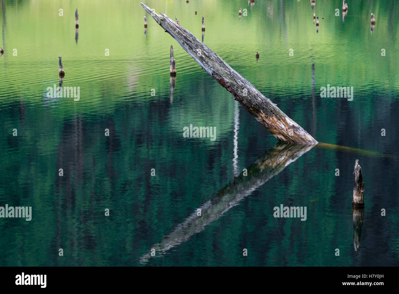 old mossy sunken broken log in lake water Stock Photo - Alamy