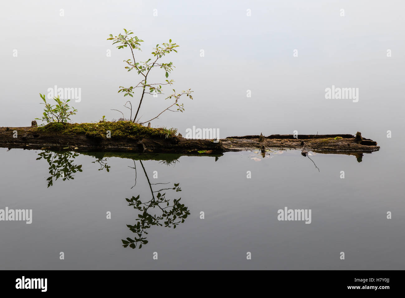 Broken log hi-res stock photography and images - Alamy