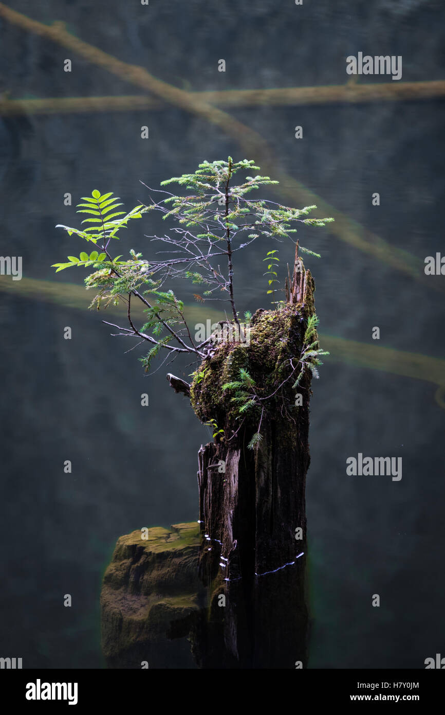 Sunken logs hi-res stock photography and images - Alamy