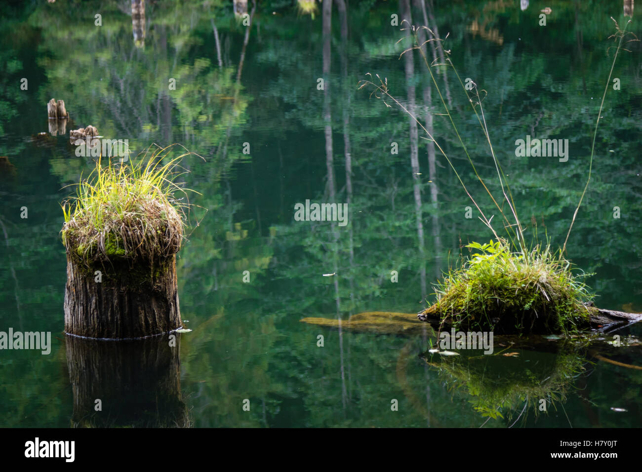 Sunken logs hi-res stock photography and images - Alamy