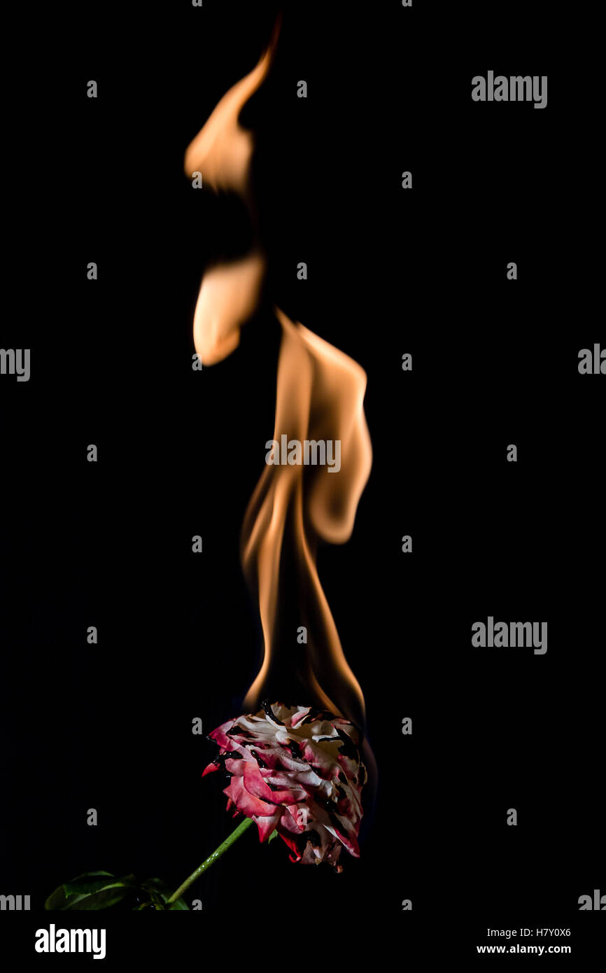 rose on fire with flames on black background Stock Photo - Alamy