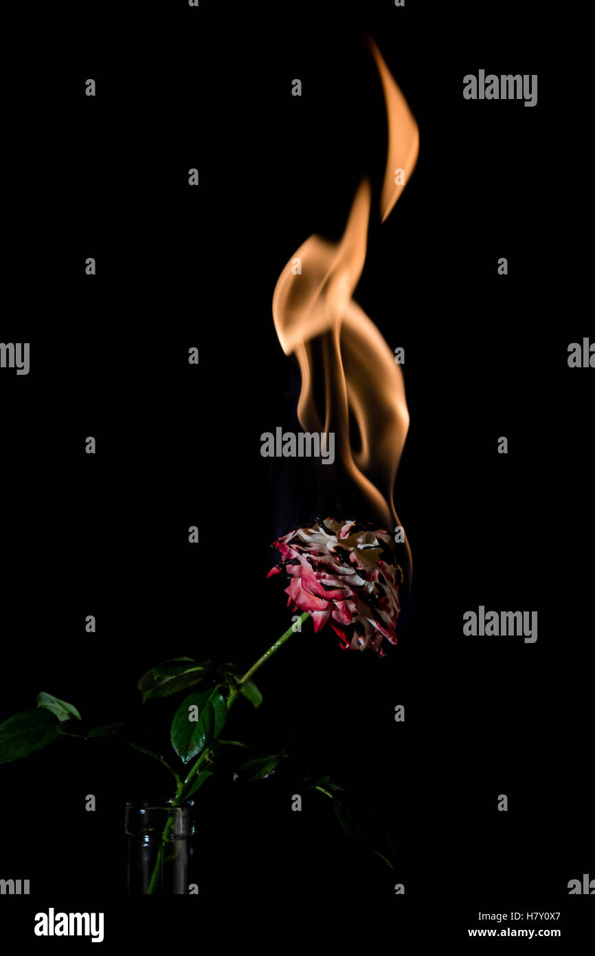 rose on fire with flames on black background Stock Photo - Alamy