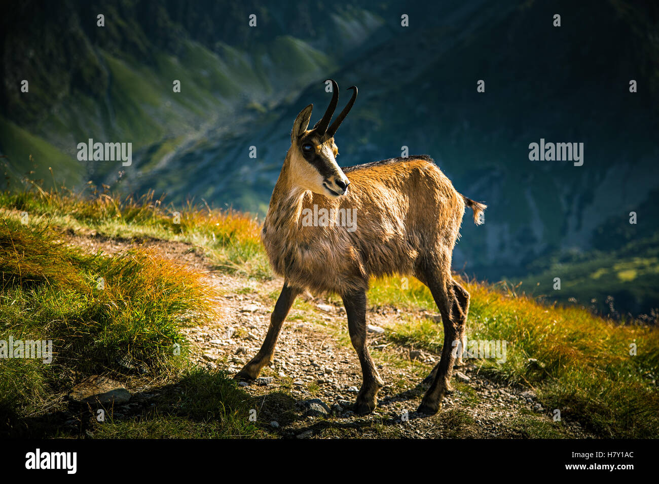 Chamois goat hi-res stock photography and images - Alamy