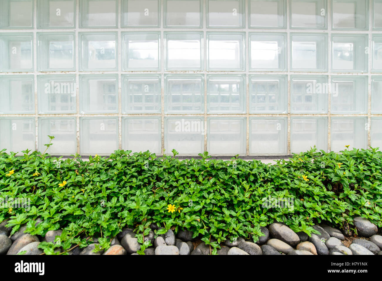 Glass box wall and green plant Stock Photo - Alamy