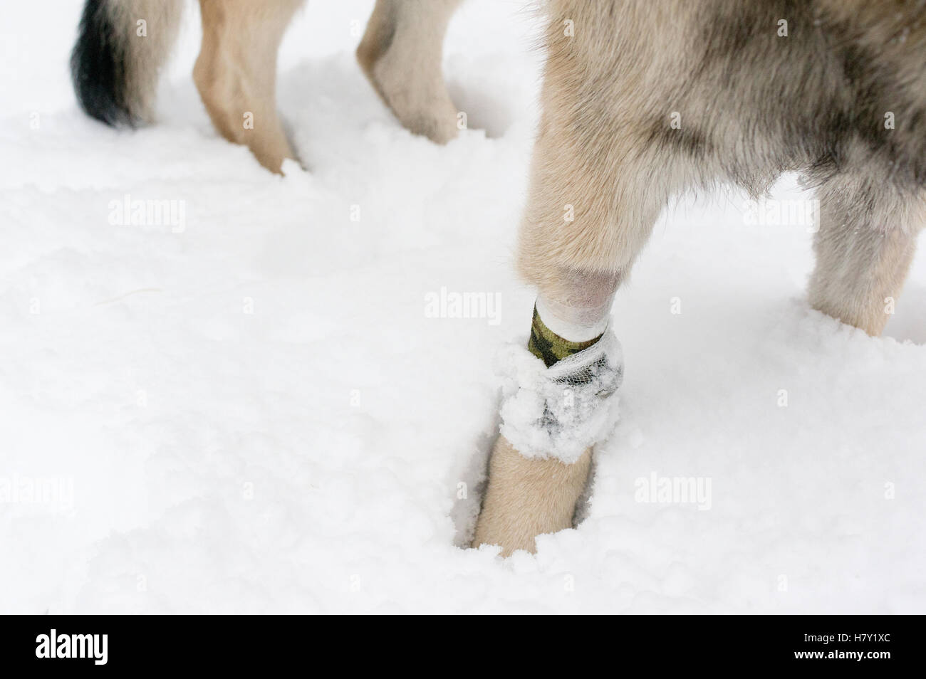 bandage On A Dog Leg Stock Photo - Alamy