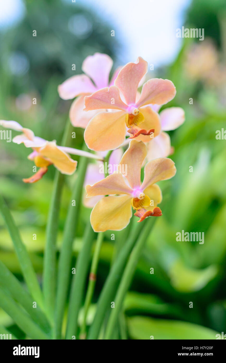 Pink Dendrobium Faisal orchid flower Stock Photo - Alamy