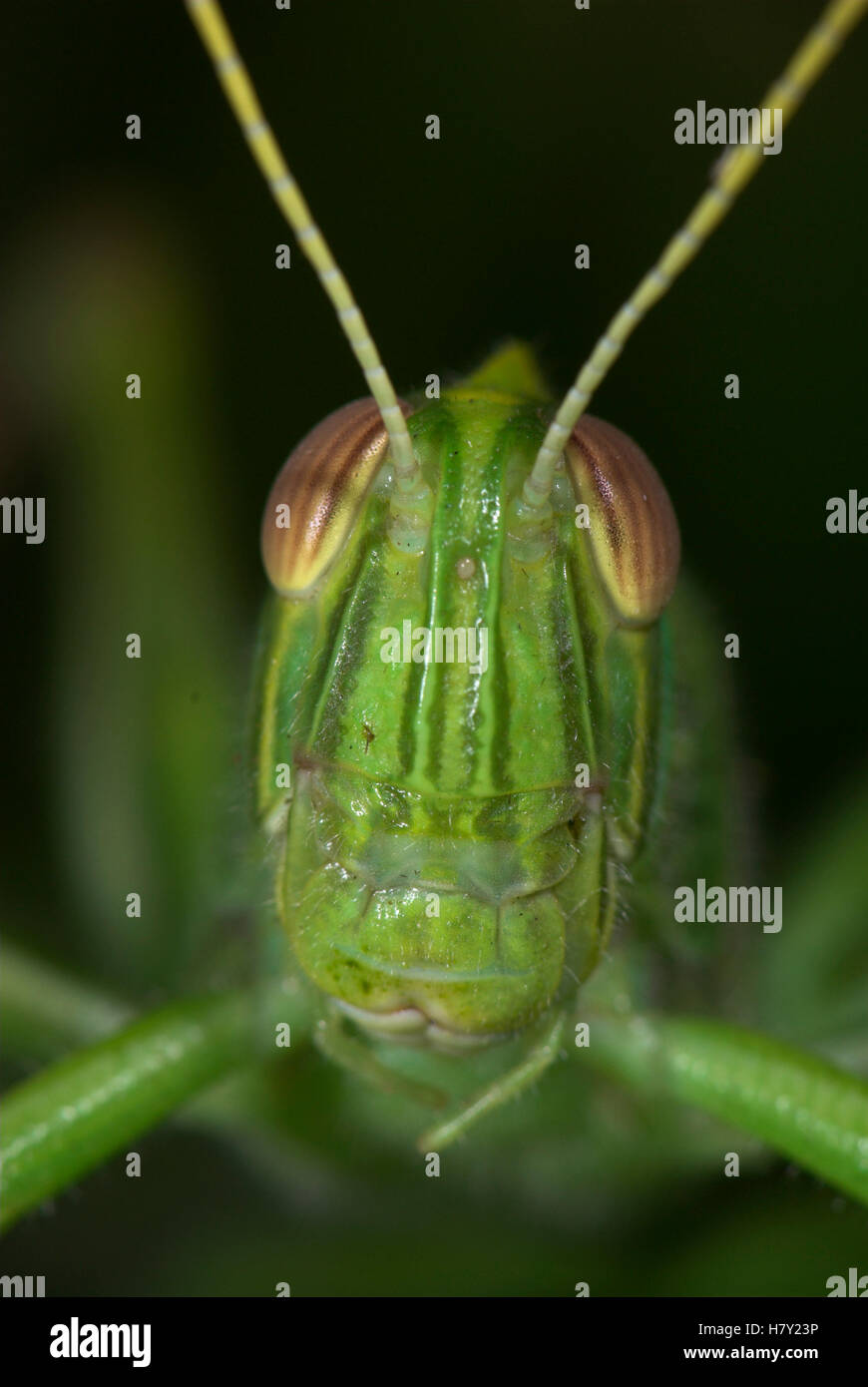 Jungle Grasshopper Orthoptera sp Close up of face Stock Photo - Alamy