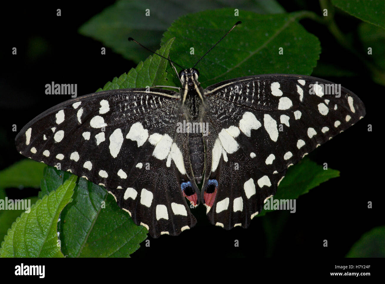 Lime Swallowtail Butterfly Papilio demoleus resting with wings Stock ...