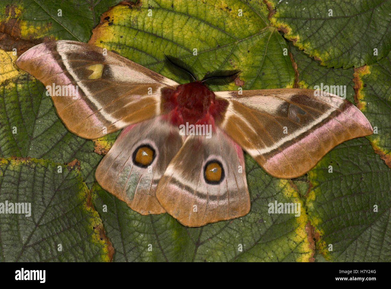 Polyphemus Moth Antheraea polyphemus with wings open showing Stock ...