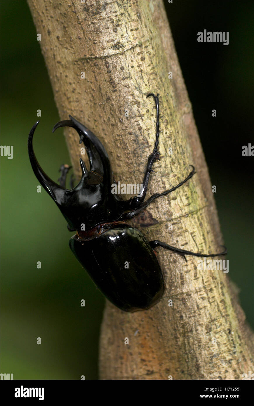 Caucasus insects hi-res stock photography and images - Alamy